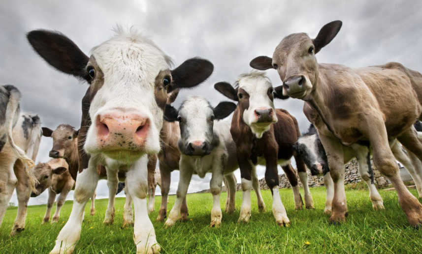 200,000 Cow Slaughter Plan Sparks Immense Controversy - Steadfast Daily