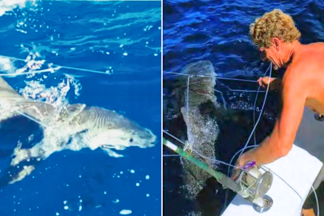 Trump Pardons Diver Who Fed A Shark - Steadfast Daily